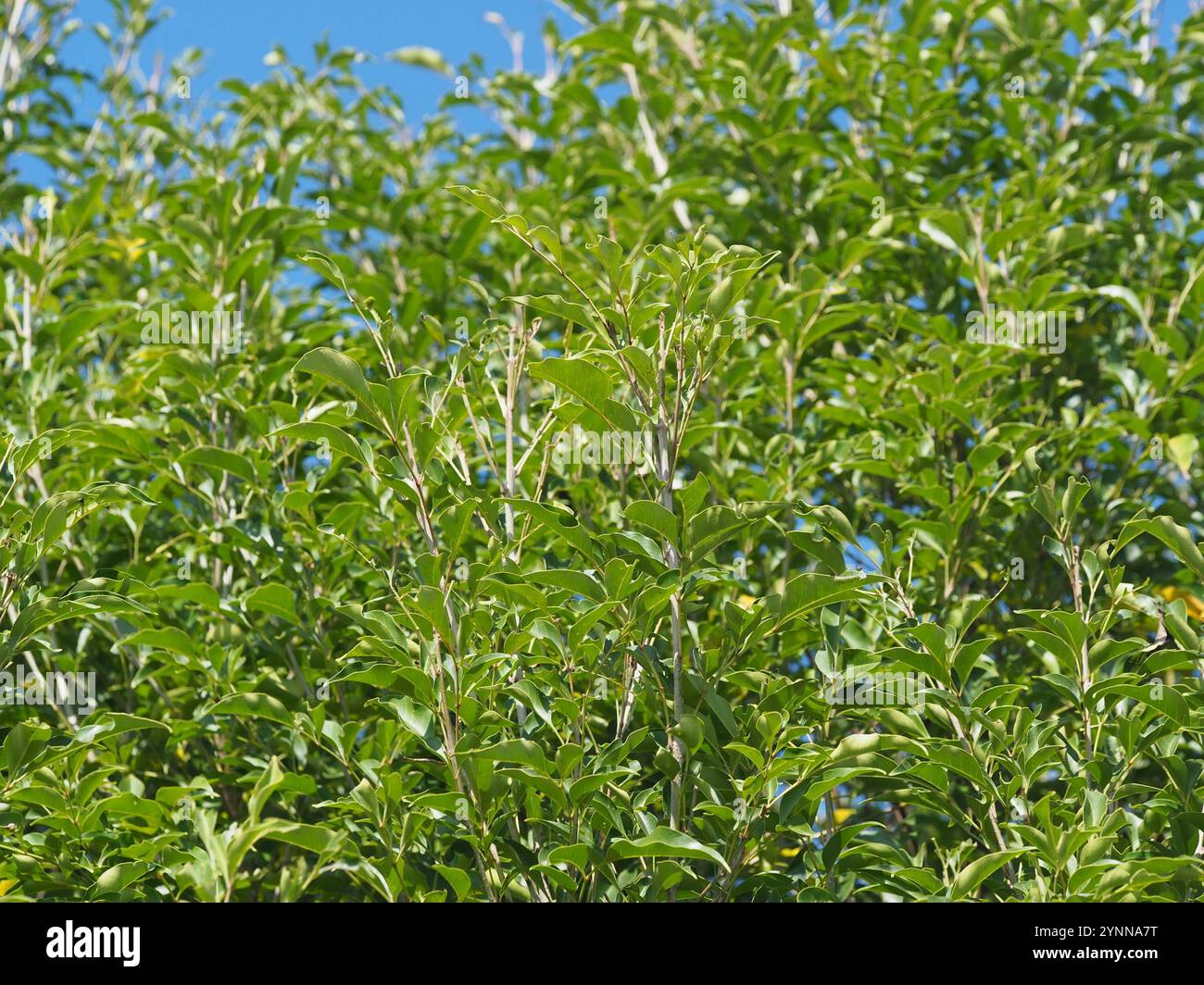 Evergreen tropical ash (Fraxinus griffithii Stock Photo - Alamy