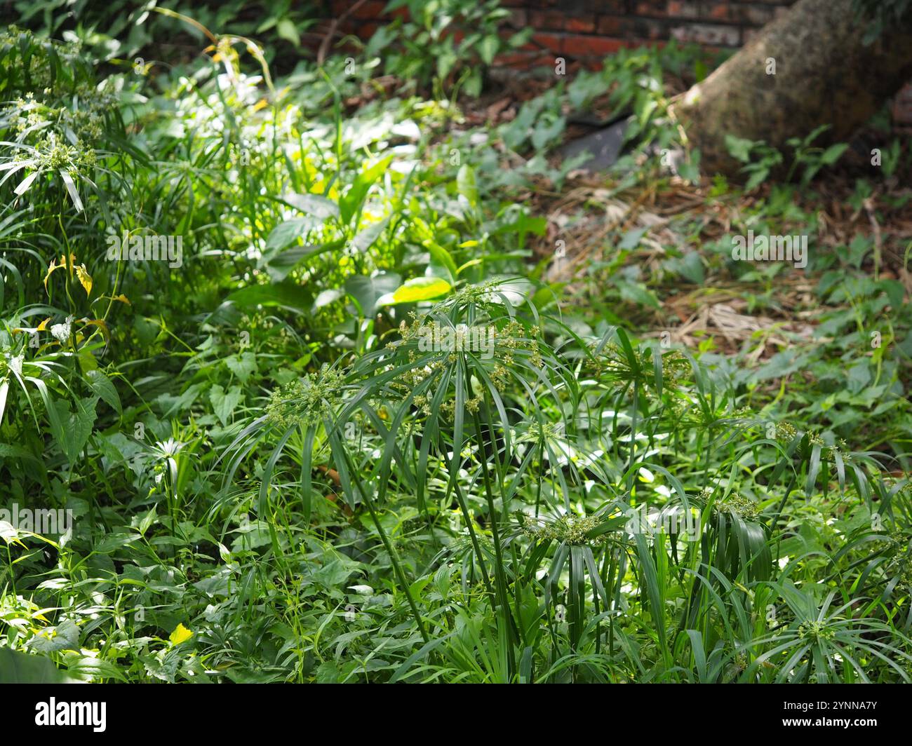Umbrella papyrus (Cyperus alternifolius flabelliformis Stock Photo - Alamy