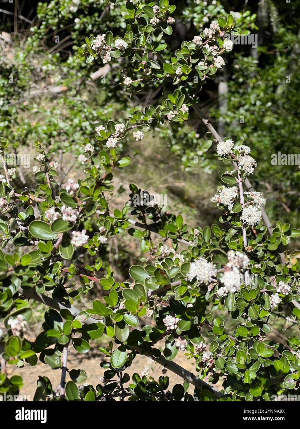 Buckbrush (Ceanothus cuneatus Stock Photo - Alamy