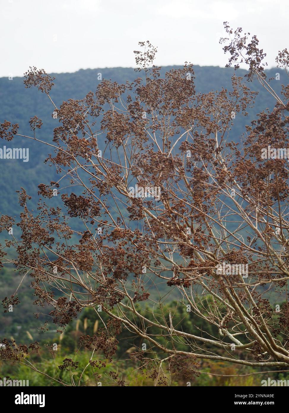 Subcostate Crape Myrtle (Lagerstroemia subcostata Stock Photo - Alamy