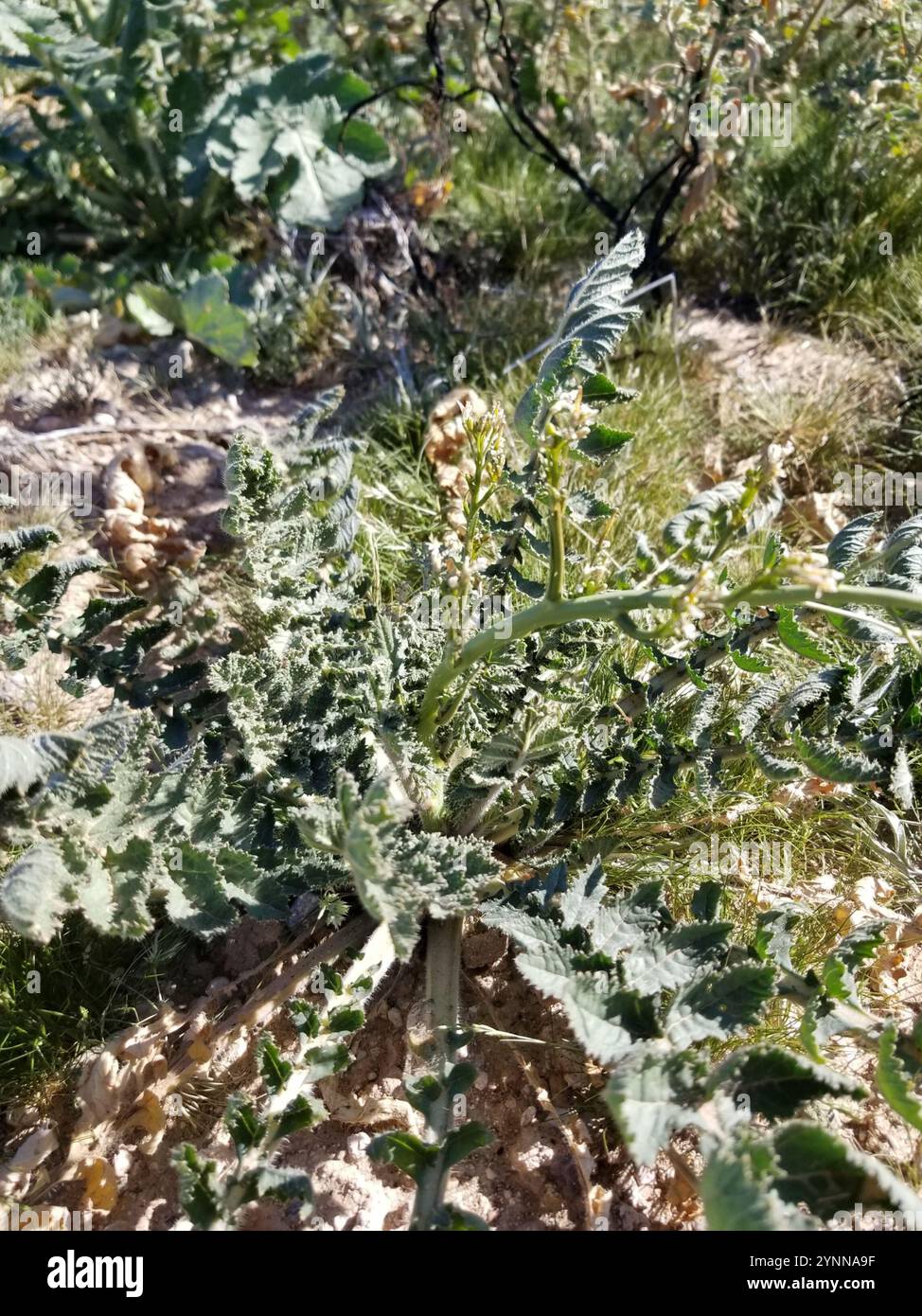 Saharan Mustard (Brassica tournefortii Stock Photo - Alamy