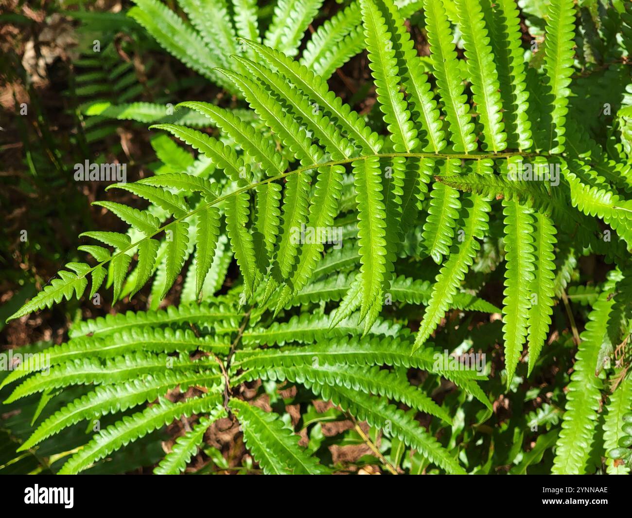 Swamp Shield-fern (Cyclosorus interruptus Stock Photo - Alamy
