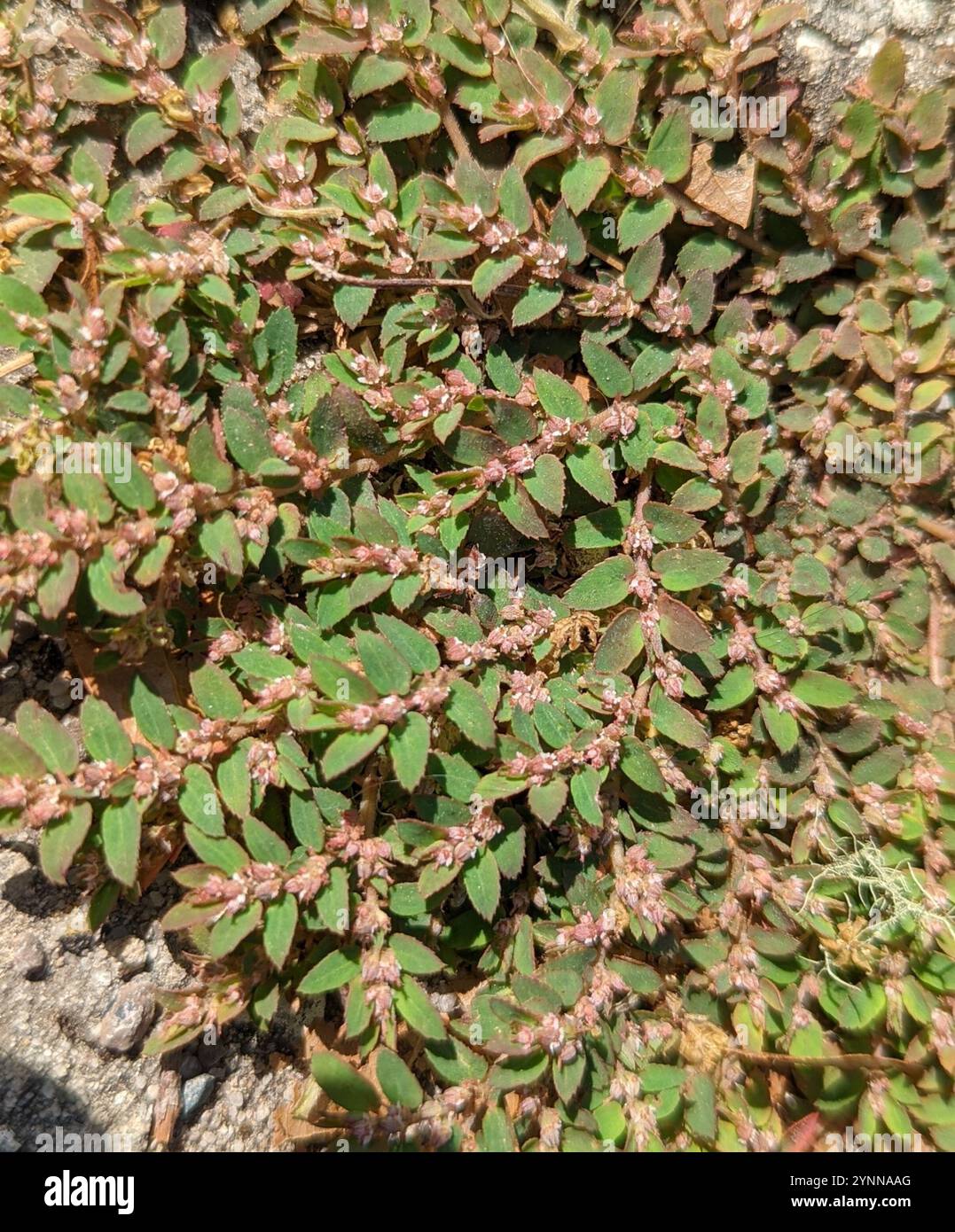 Red Caustic-creeper (Euphorbia thymifolia Stock Photo - Alamy