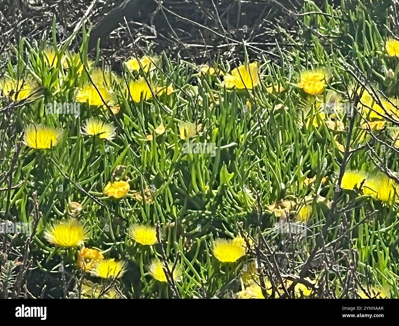 Pig's-root (Conicosia pugioniformis Stock Photo - Alamy