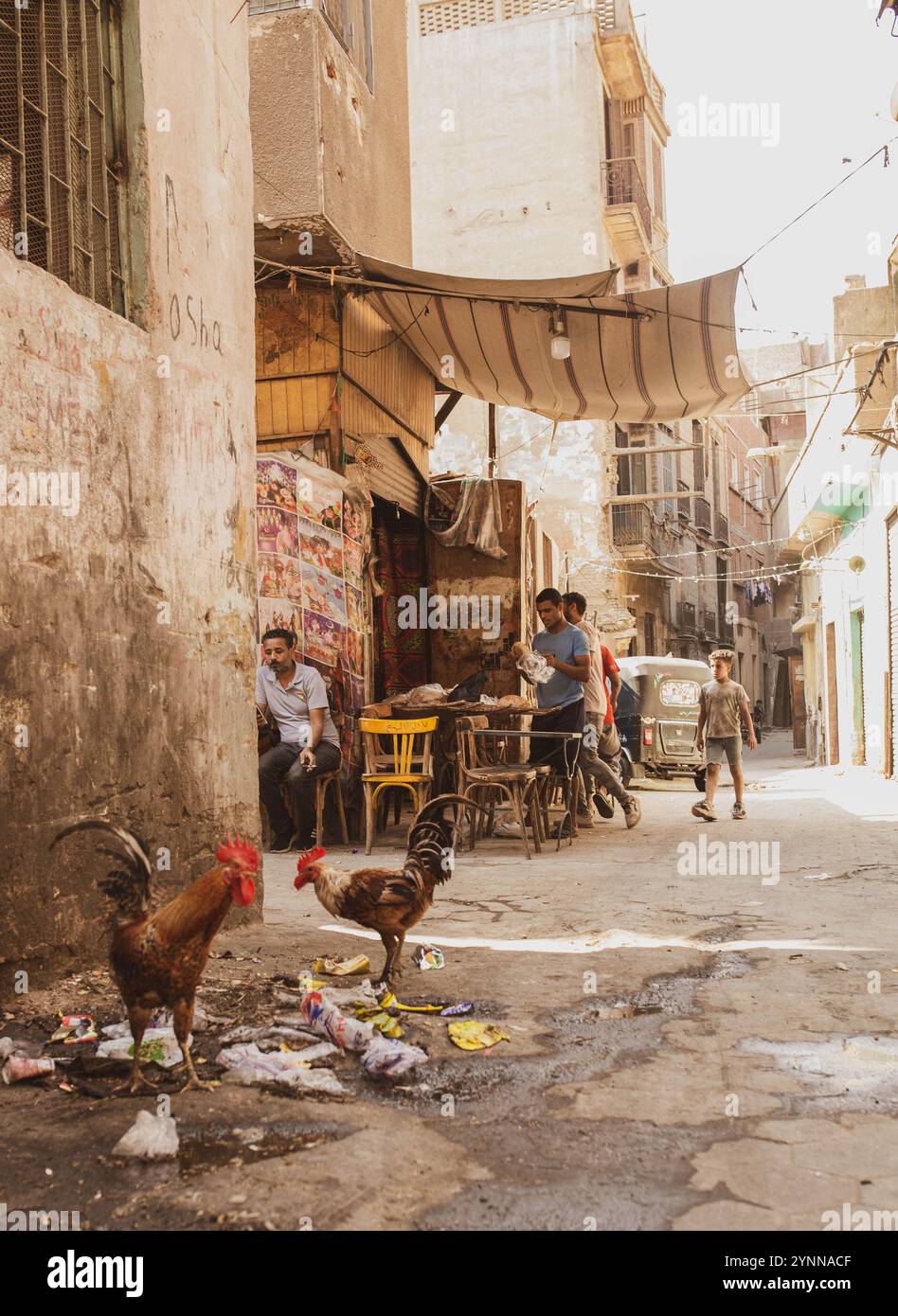 Animals in egypt streets hi-res stock photography and images - Alamy