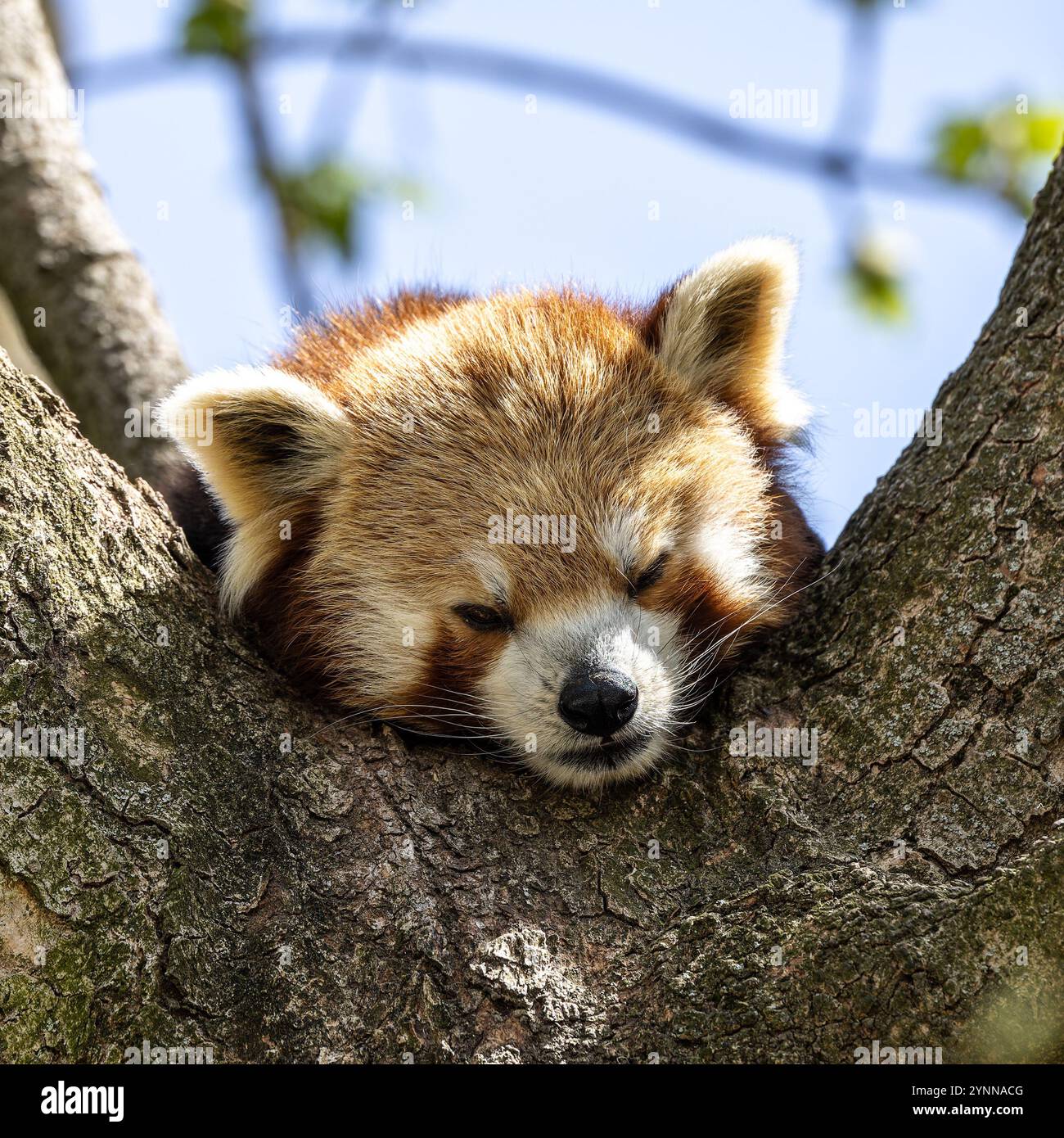 The red panda, Ailurus fulgens, also called the lesser panda and the ...