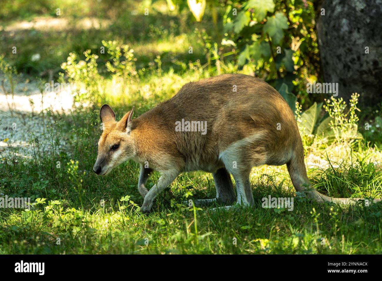 The agile wallaby, Macropus agilis also known as the sandy wallaby is a ...