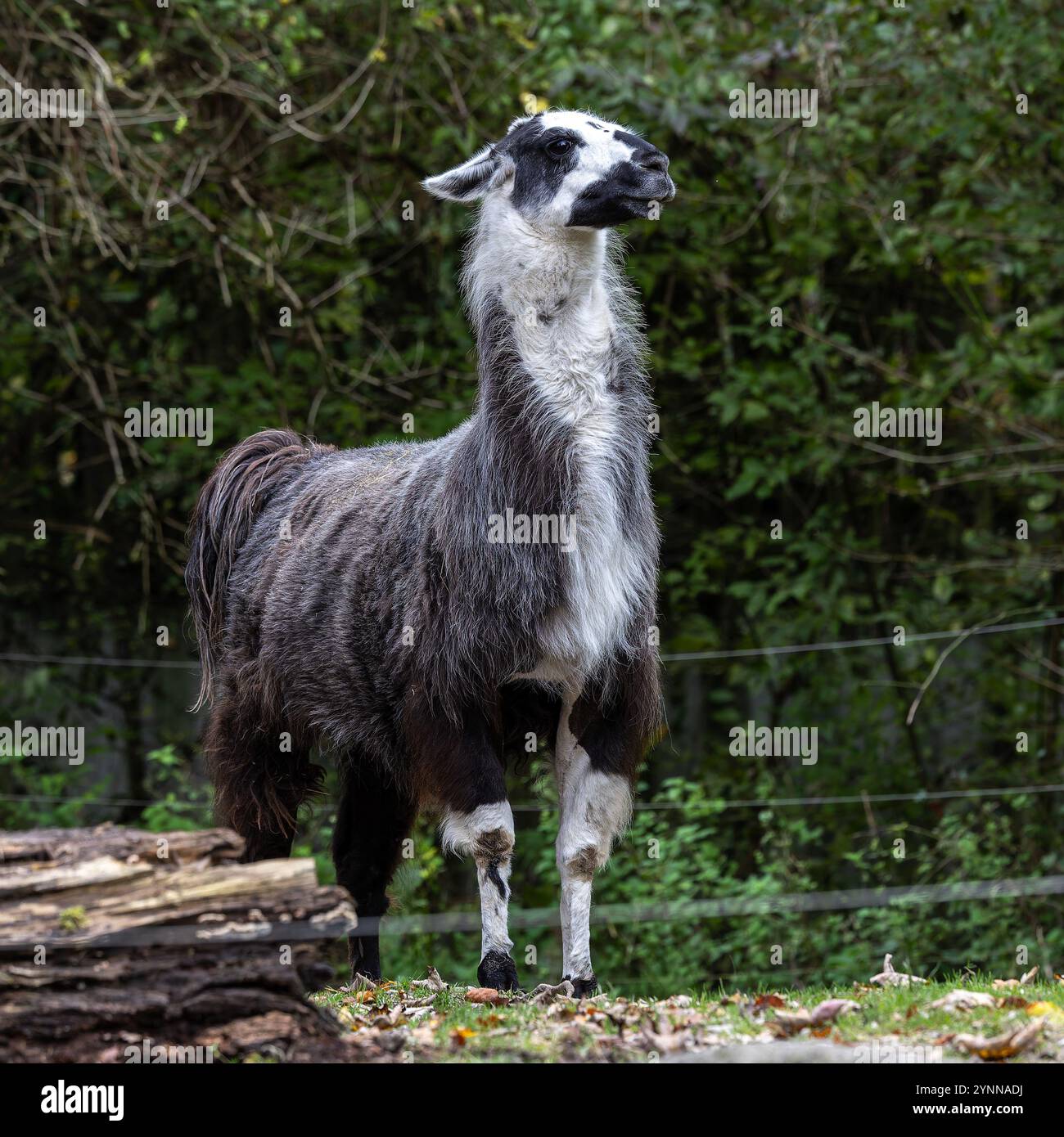 The Llama, Lama glama, is a domesticated South American camelid, widely ...