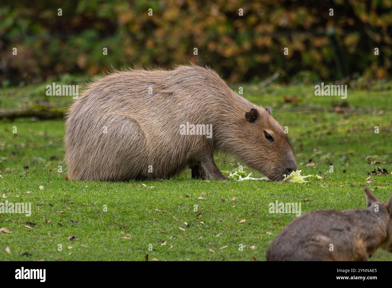 The capybara, Hydrochoerus hydrochaeris is a mammal native to South ...