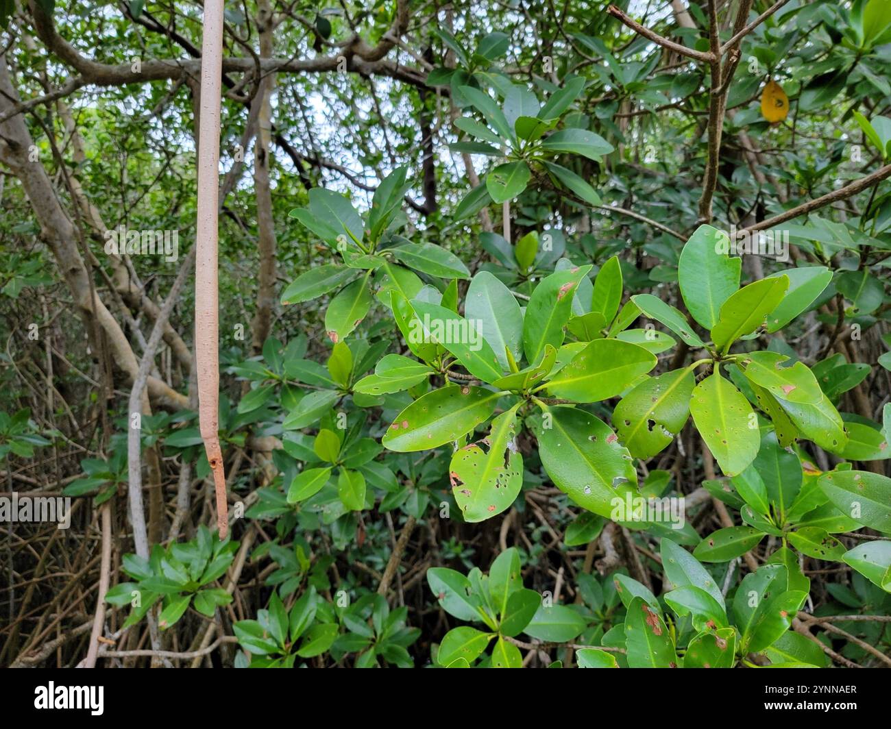 red mangrove (Rhizophora mangle Stock Photo - Alamy