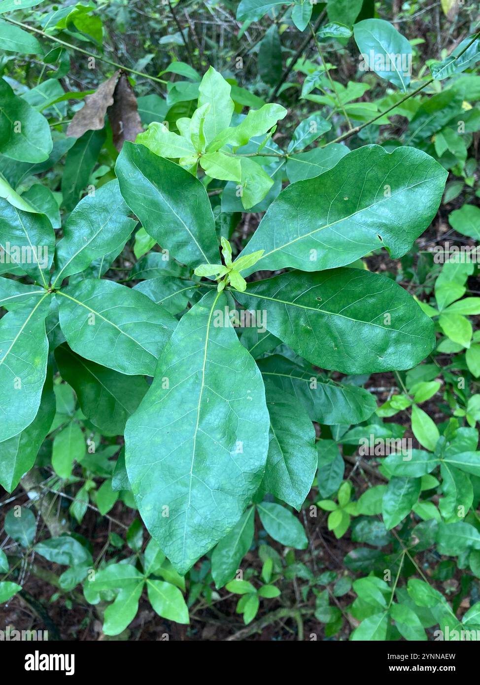 swamp laurel oak (Quercus laurifolia Stock Photo - Alamy