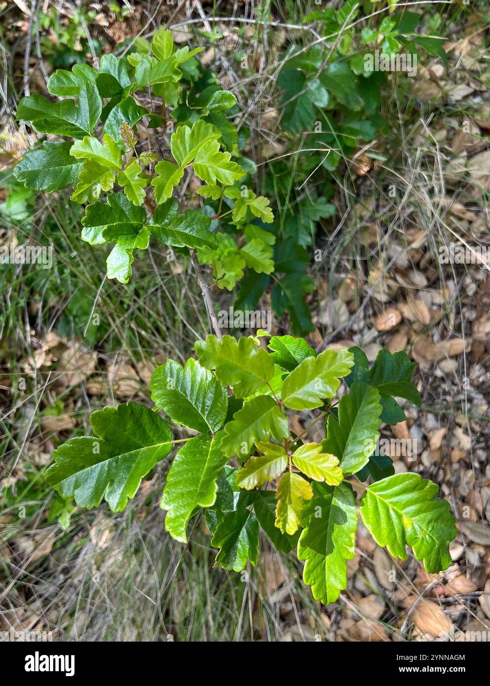 Pacific poison oak (Toxicodendron diversilobum Stock Photo - Alamy