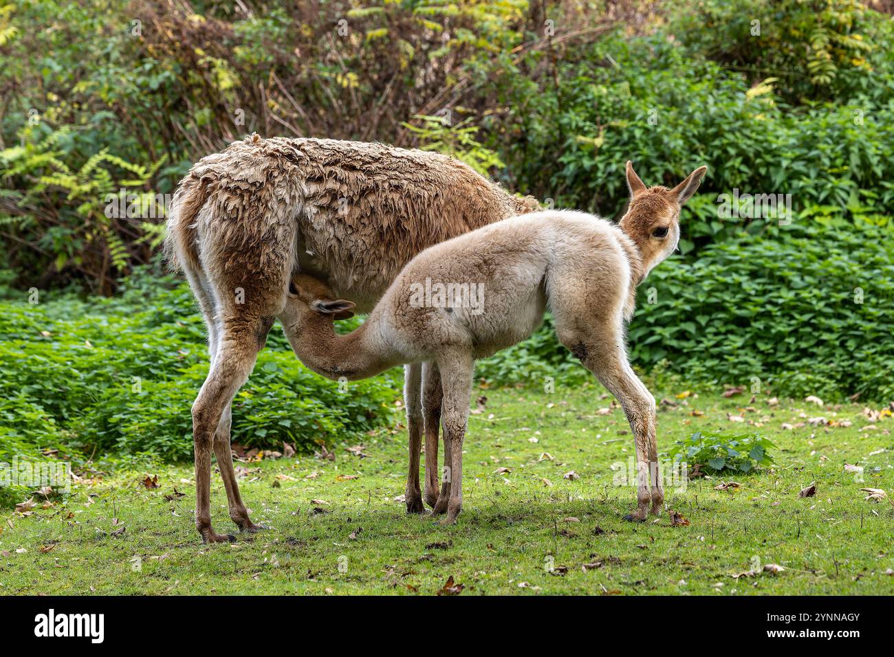 Baby vicuna vicugna relatives hi-res stock photography and images - Alamy