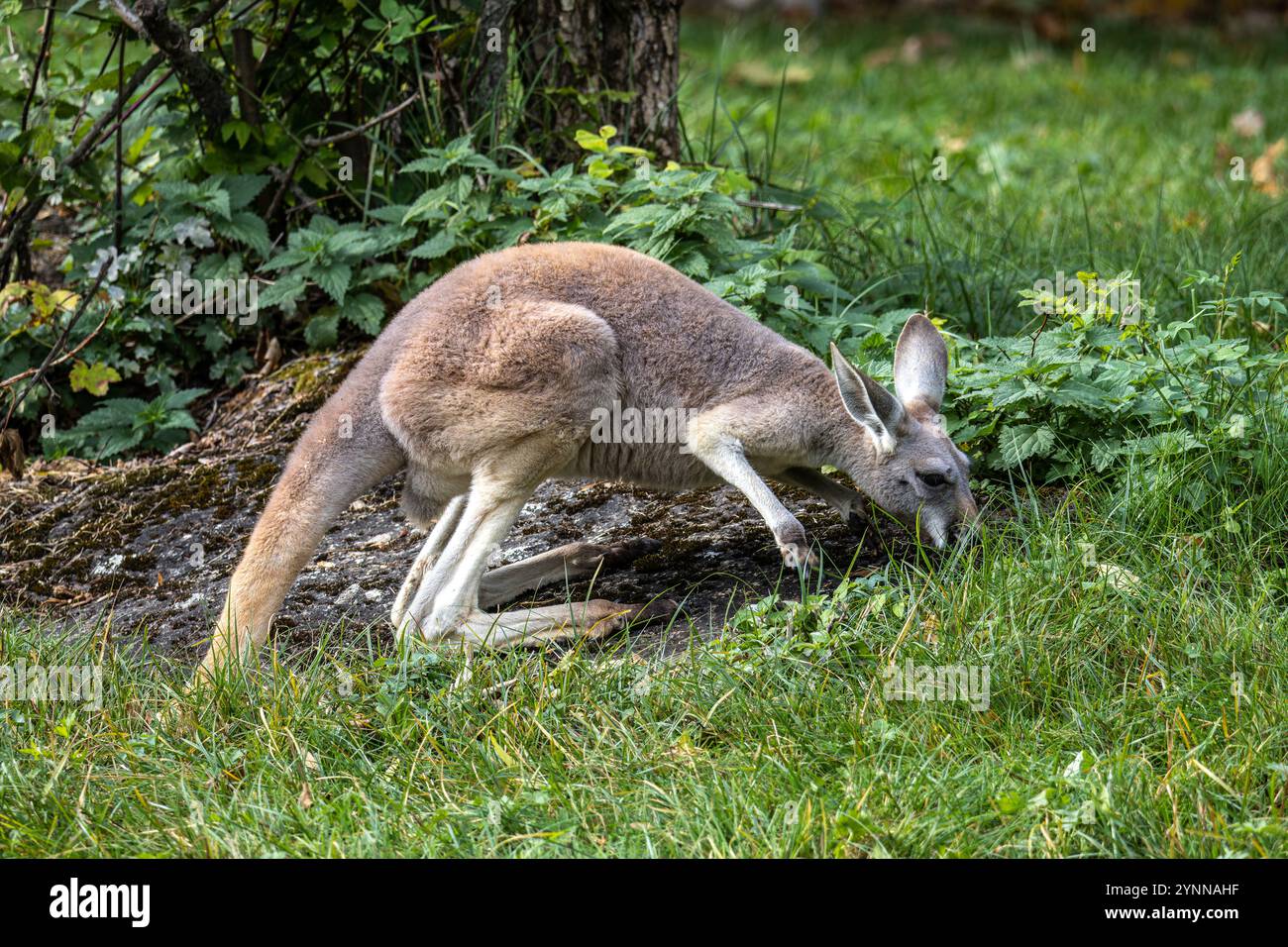The red kangaroo, Macropus rufus is the largest of all kangaroos, the ...