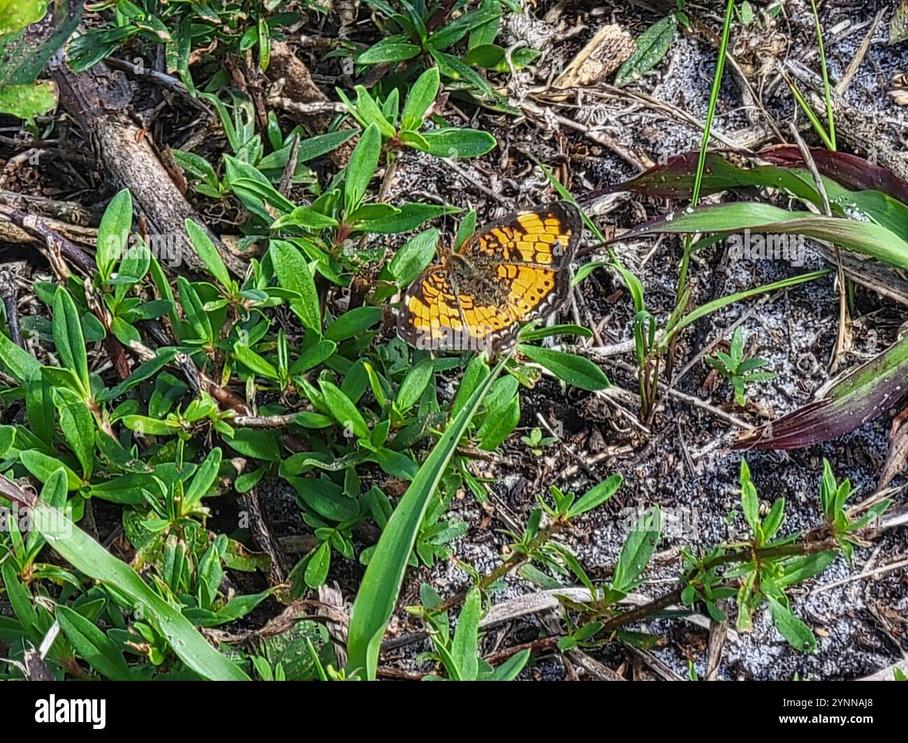 Pearl Crescent (Phyciodes tharos Stock Photo - Alamy