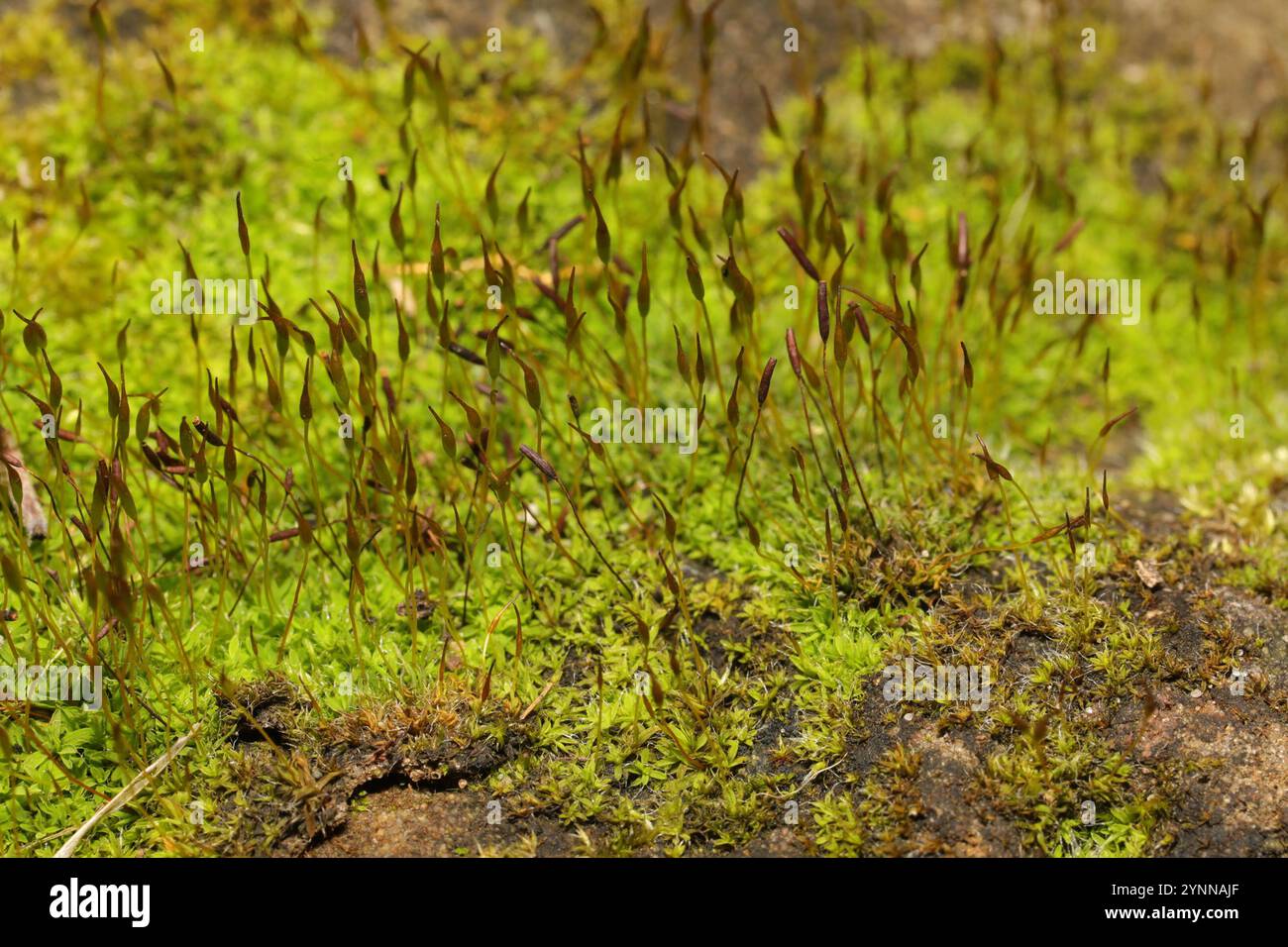 Wall Screw-moss (Tortula muralis Stock Photo - Alamy