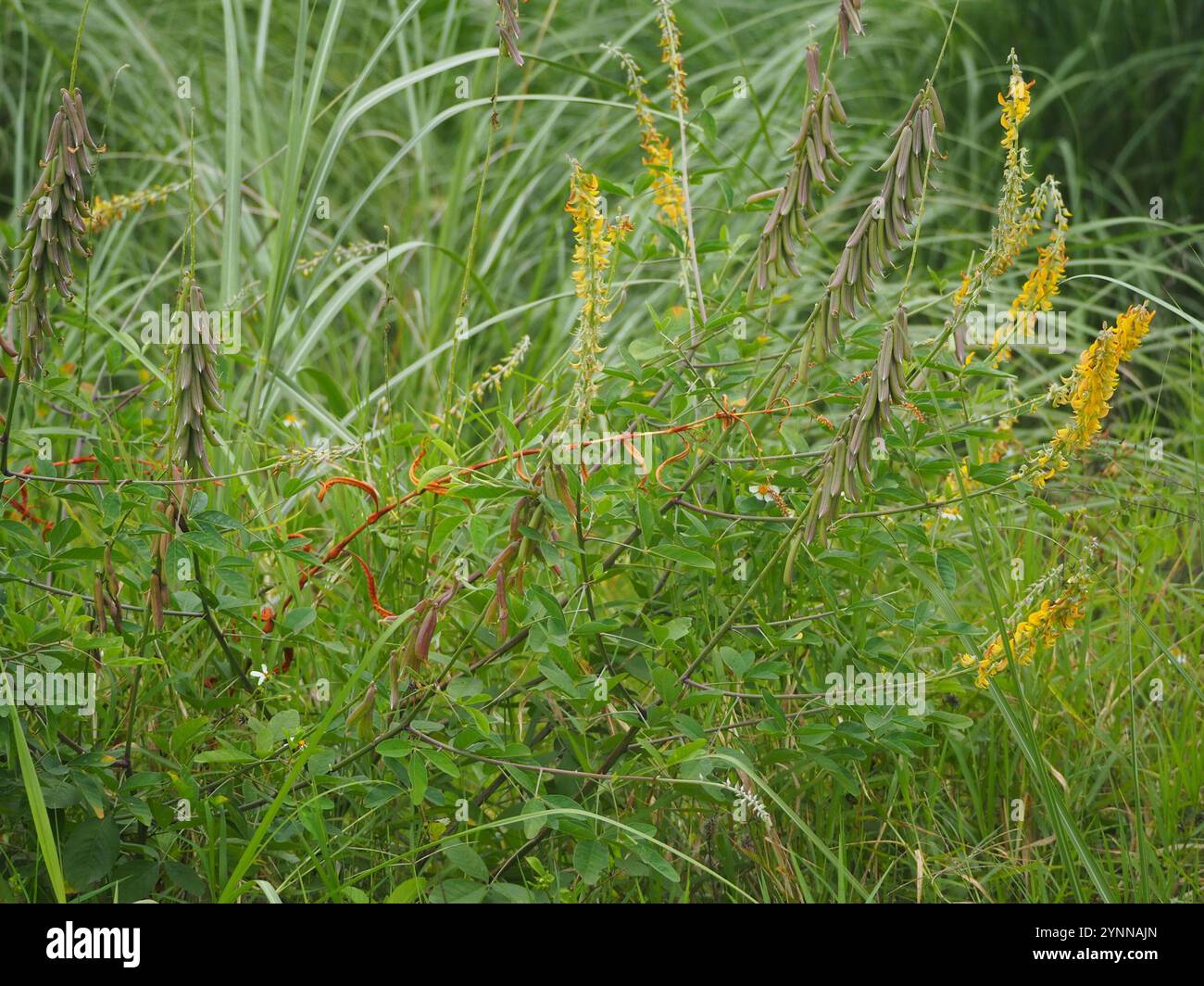 Streaked Rattlepod (Crotalaria pallida Stock Photo - Alamy