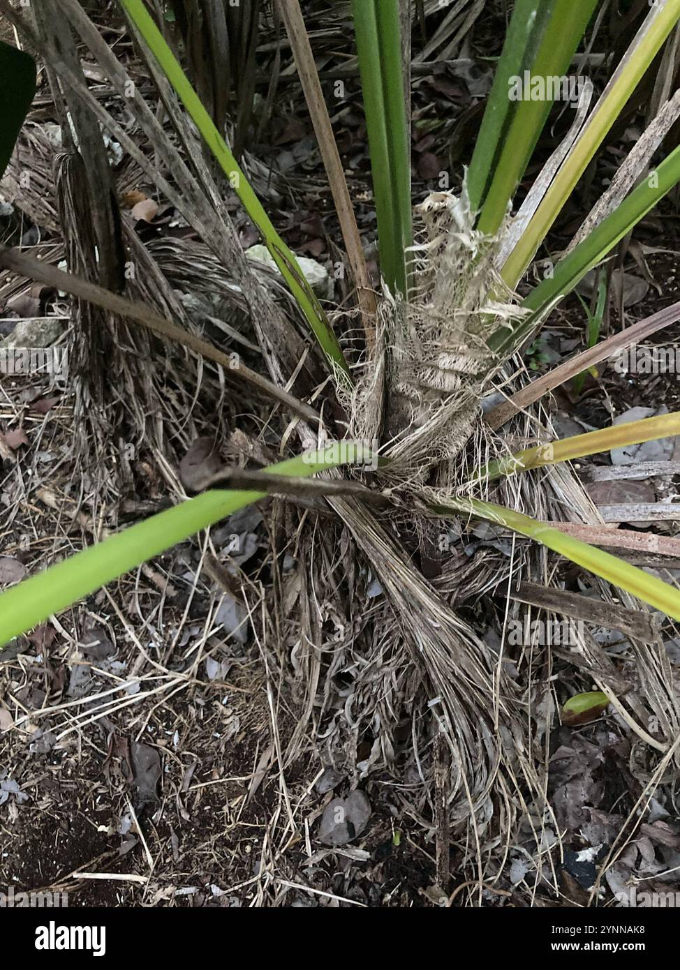 Florida Thatch Palm (Thrinax radiata Stock Photo - Alamy