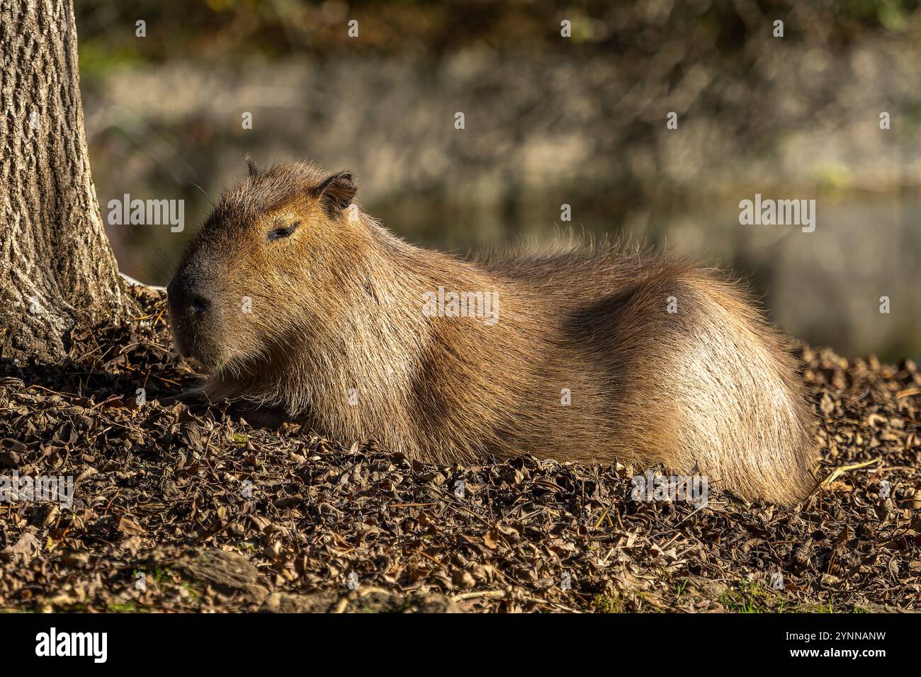 The capybara, Hydrochoerus hydrochaeris is a mammal native to South ...