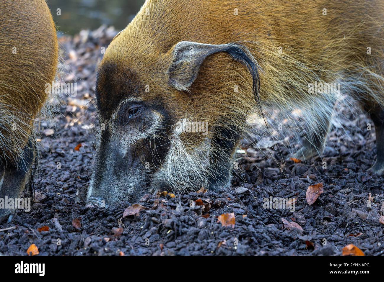 Red river hog, Potamochoerus porcus, also known as the bush pig. This ...