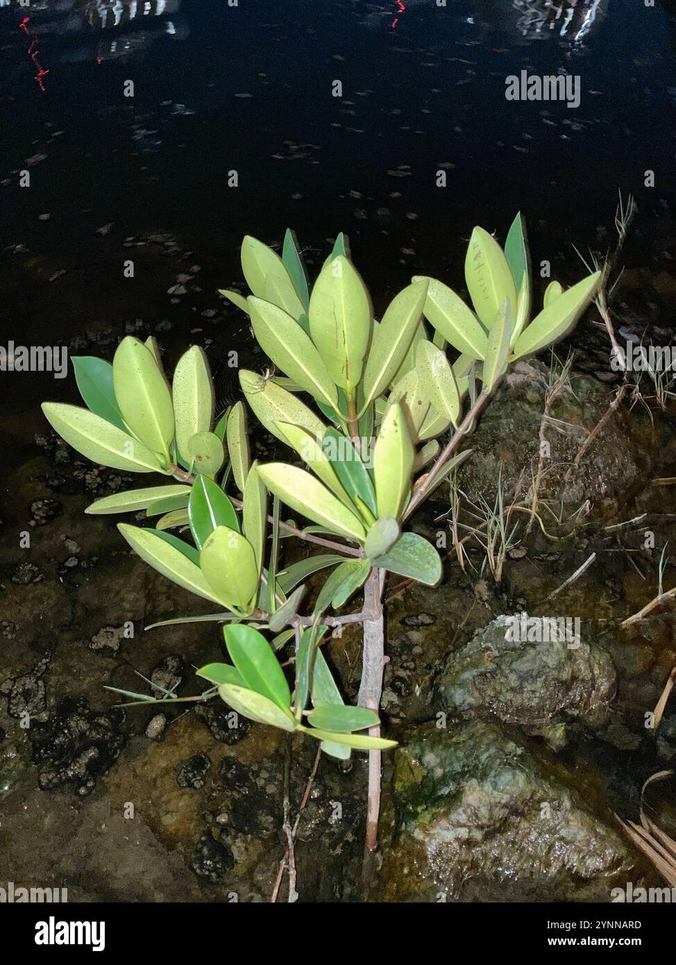 red mangrove (Rhizophora mangle Stock Photo - Alamy