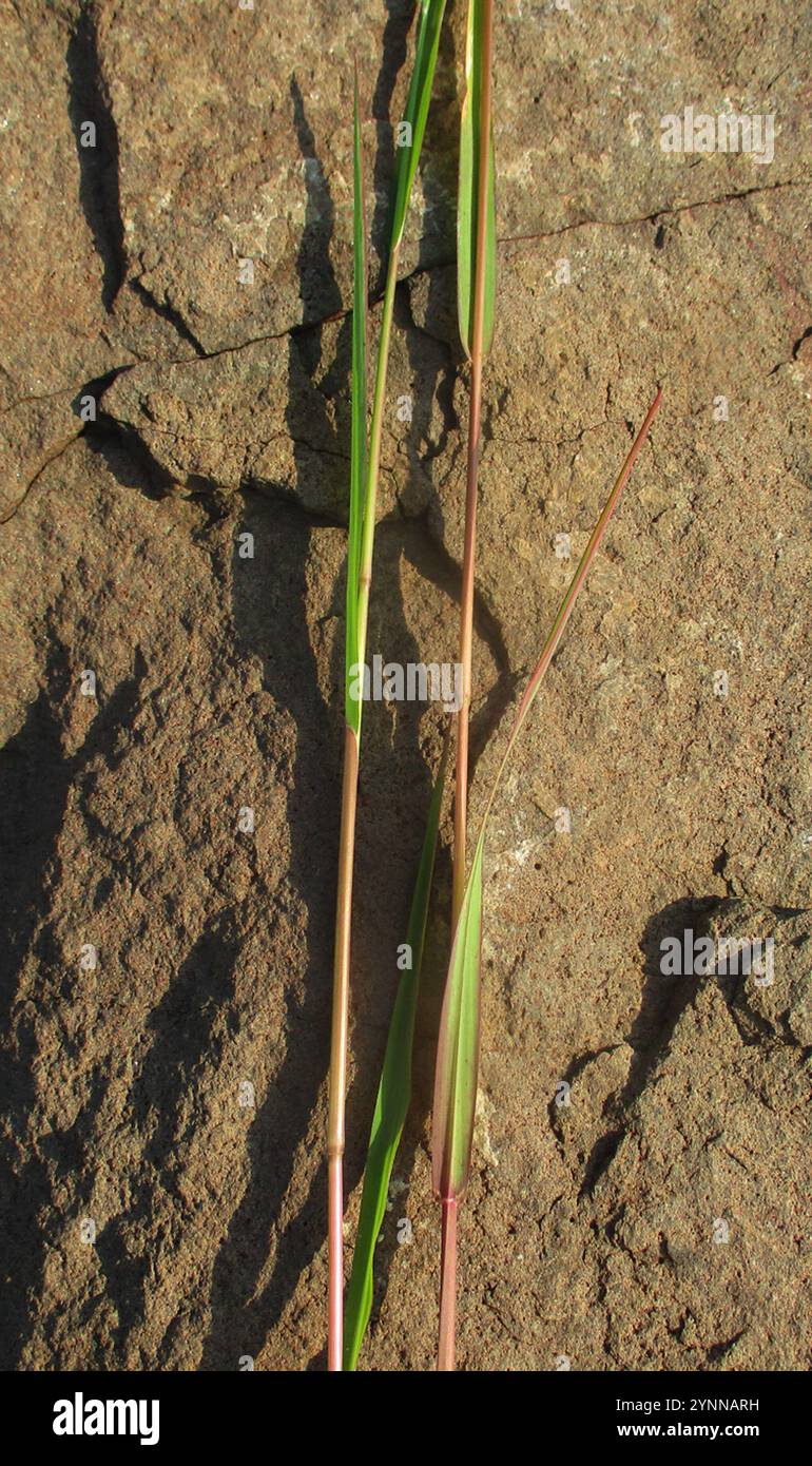 Natal grass (Melinis repens Stock Photo - Alamy