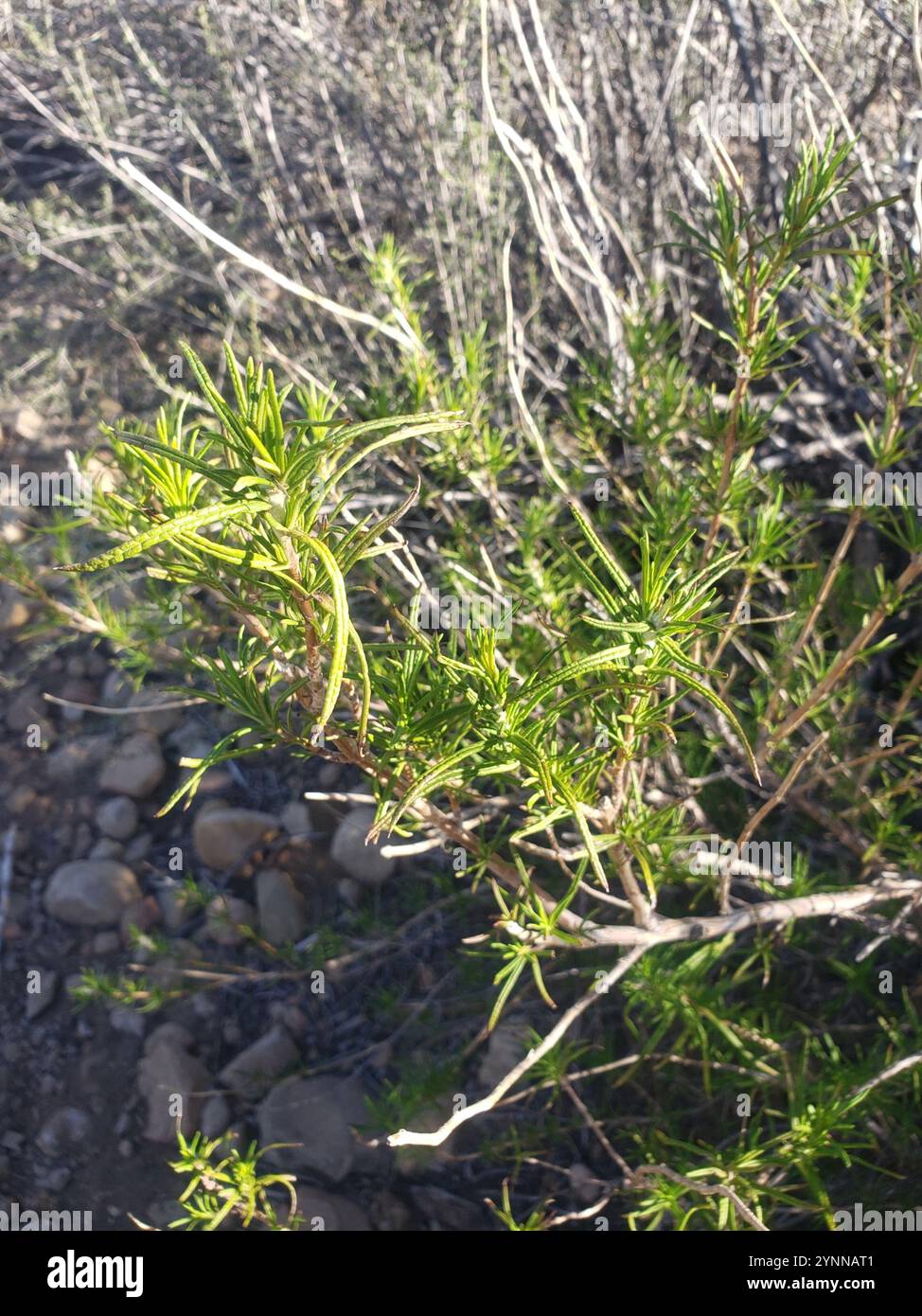 woolly bluecurls (Trichostema lanatum Stock Photo - Alamy