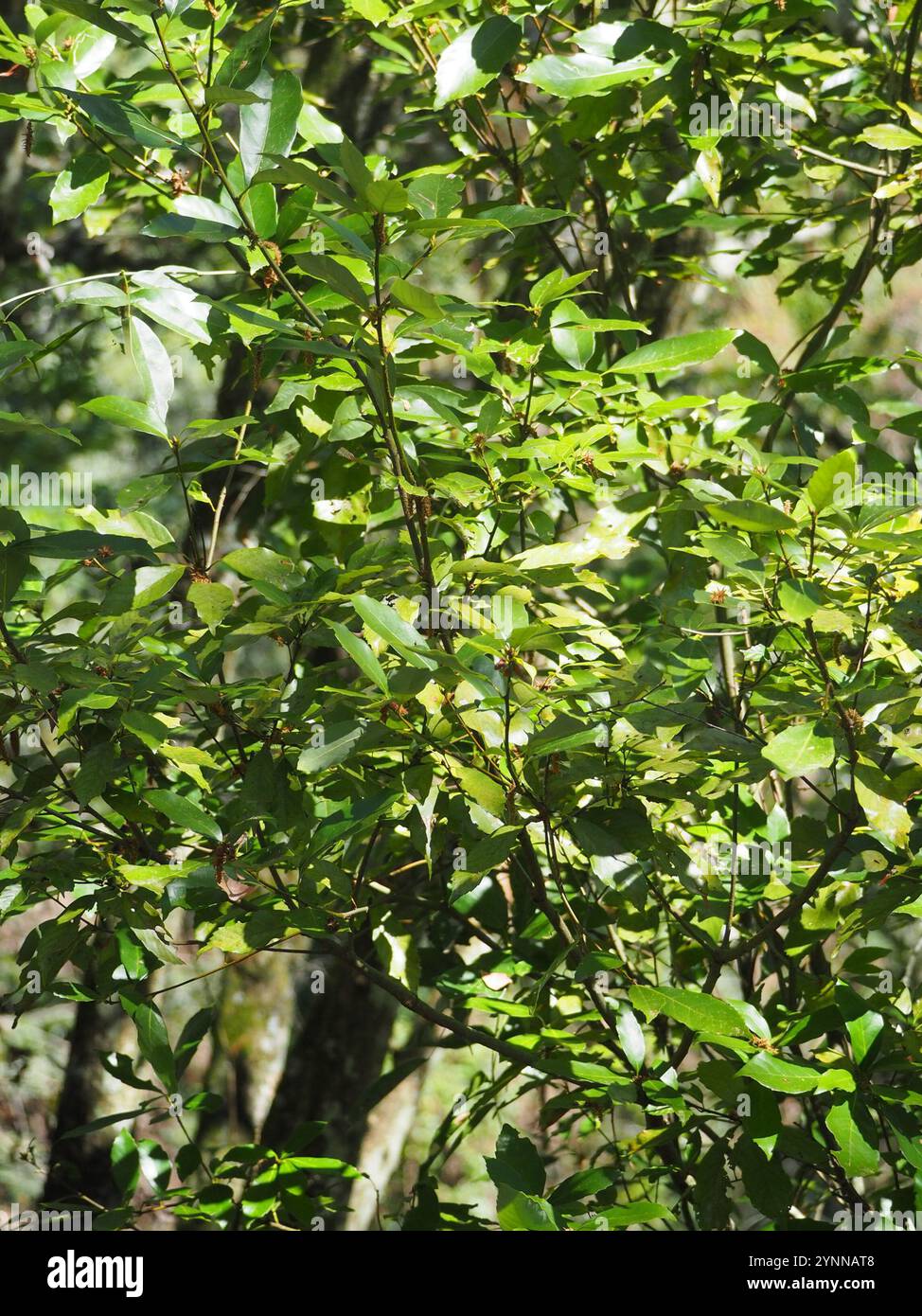 ring-cupped oak (Quercus glauca Stock Photo - Alamy