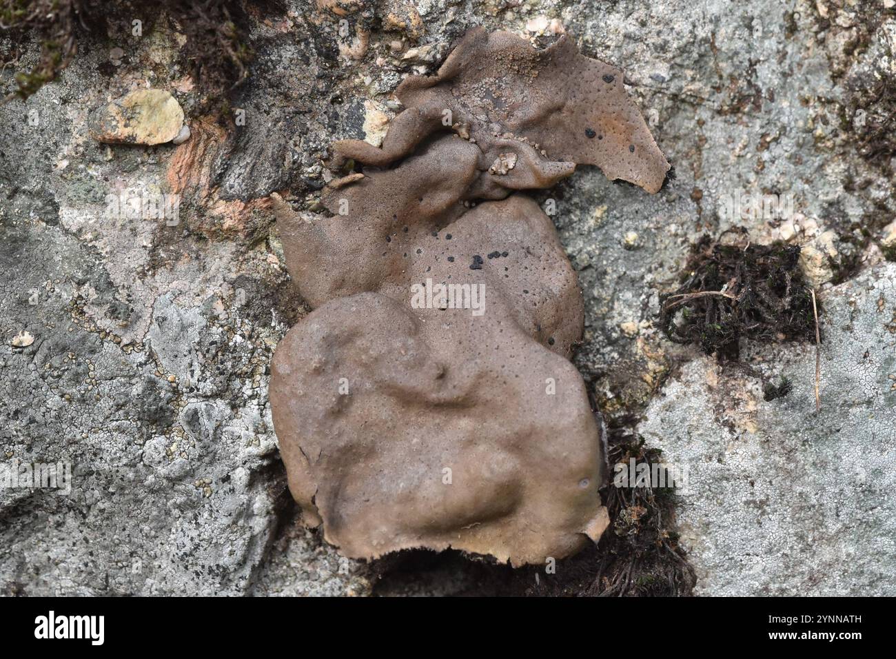 Emery Rocktripe Lichen (Umbilicaria phaea Stock Photo - Alamy