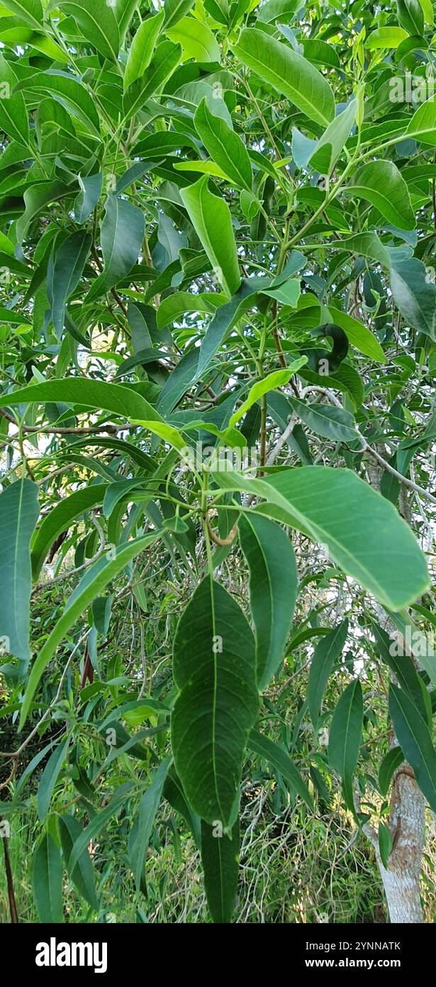 Bitterbark (Alstonia constricta Stock Photo - Alamy