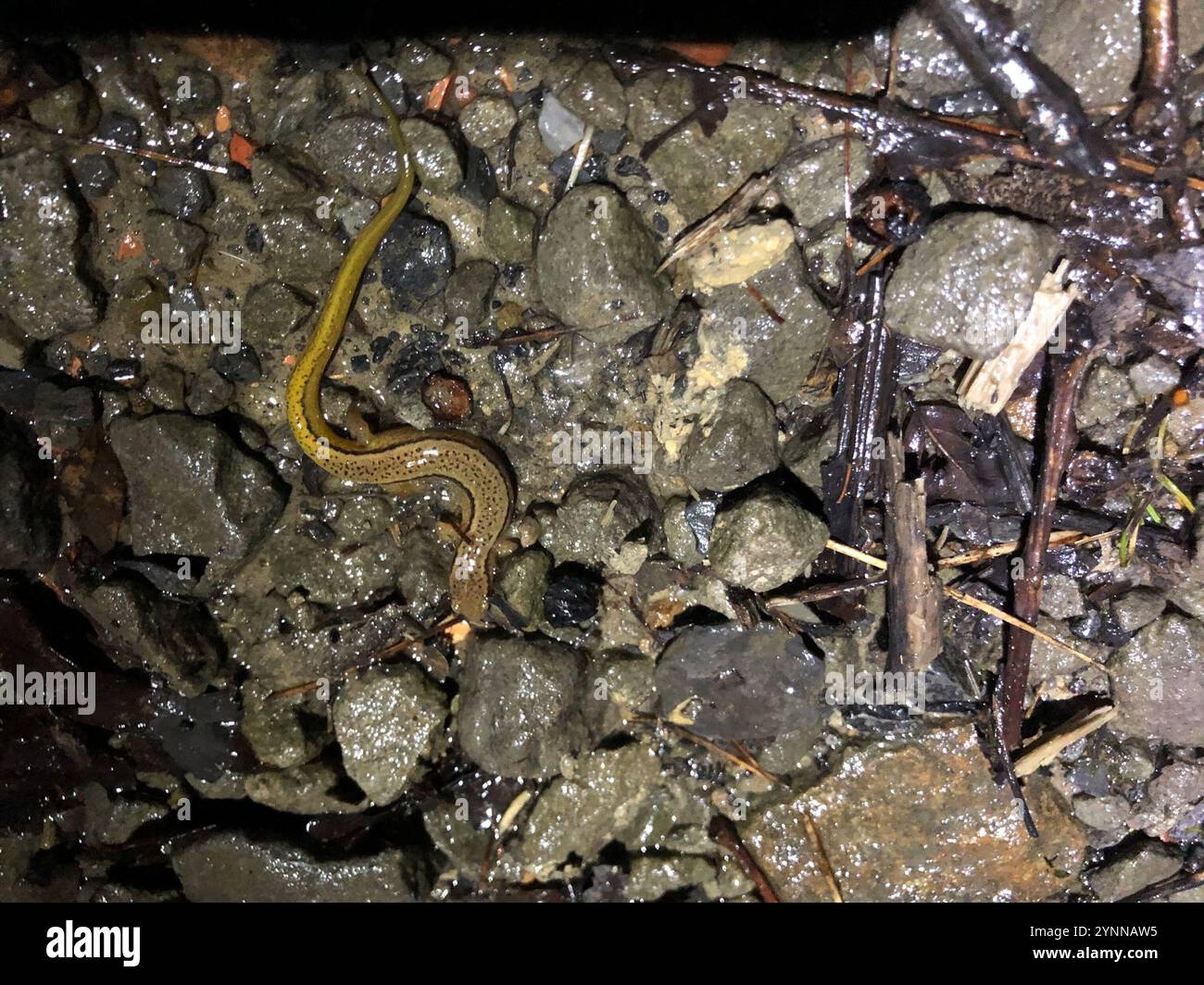 Southern Two-lined Salamander (Eurycea cirrigera Stock Photo - Alamy