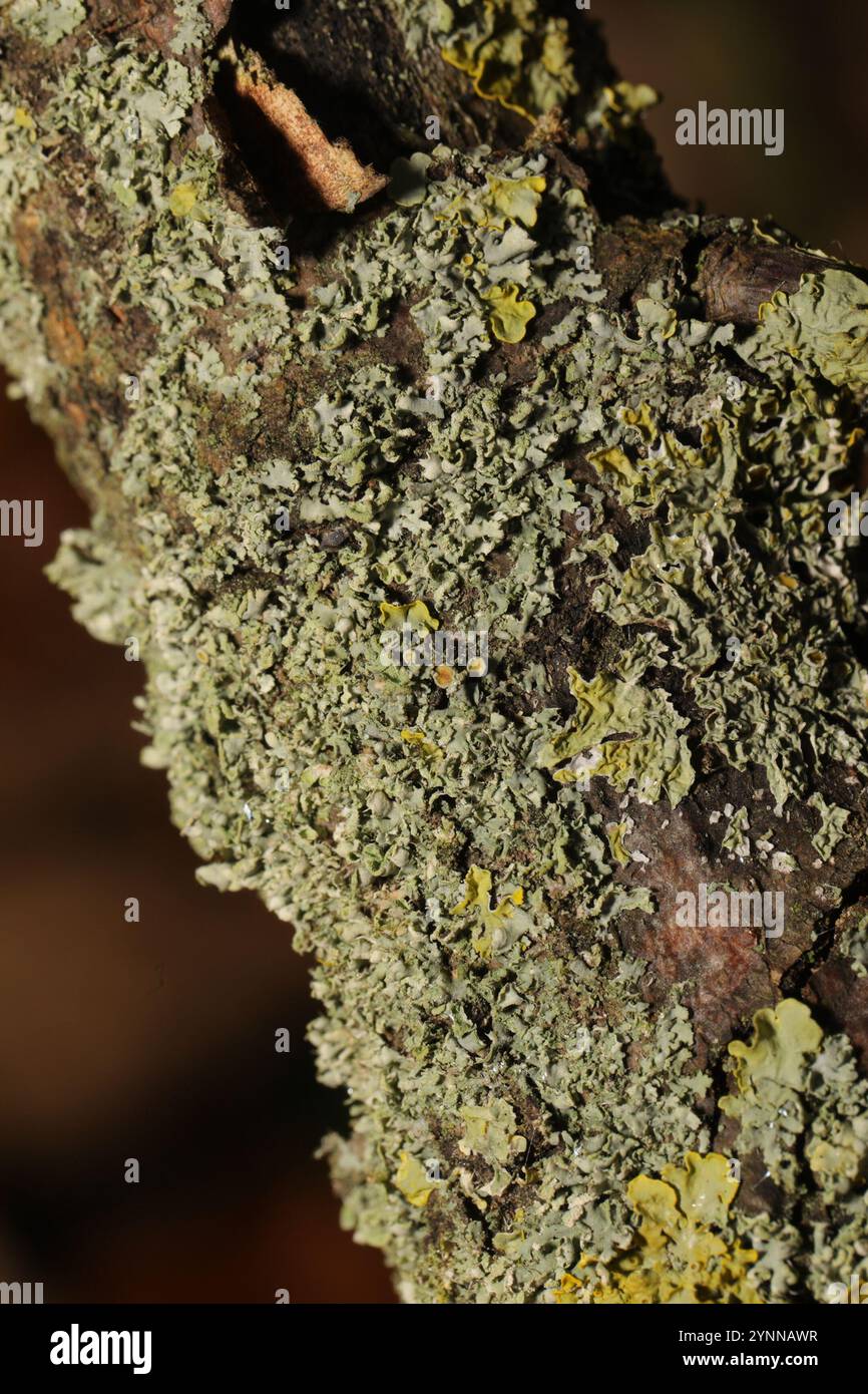 Fringed Rosette Lichen (Physcia tenella Stock Photo - Alamy