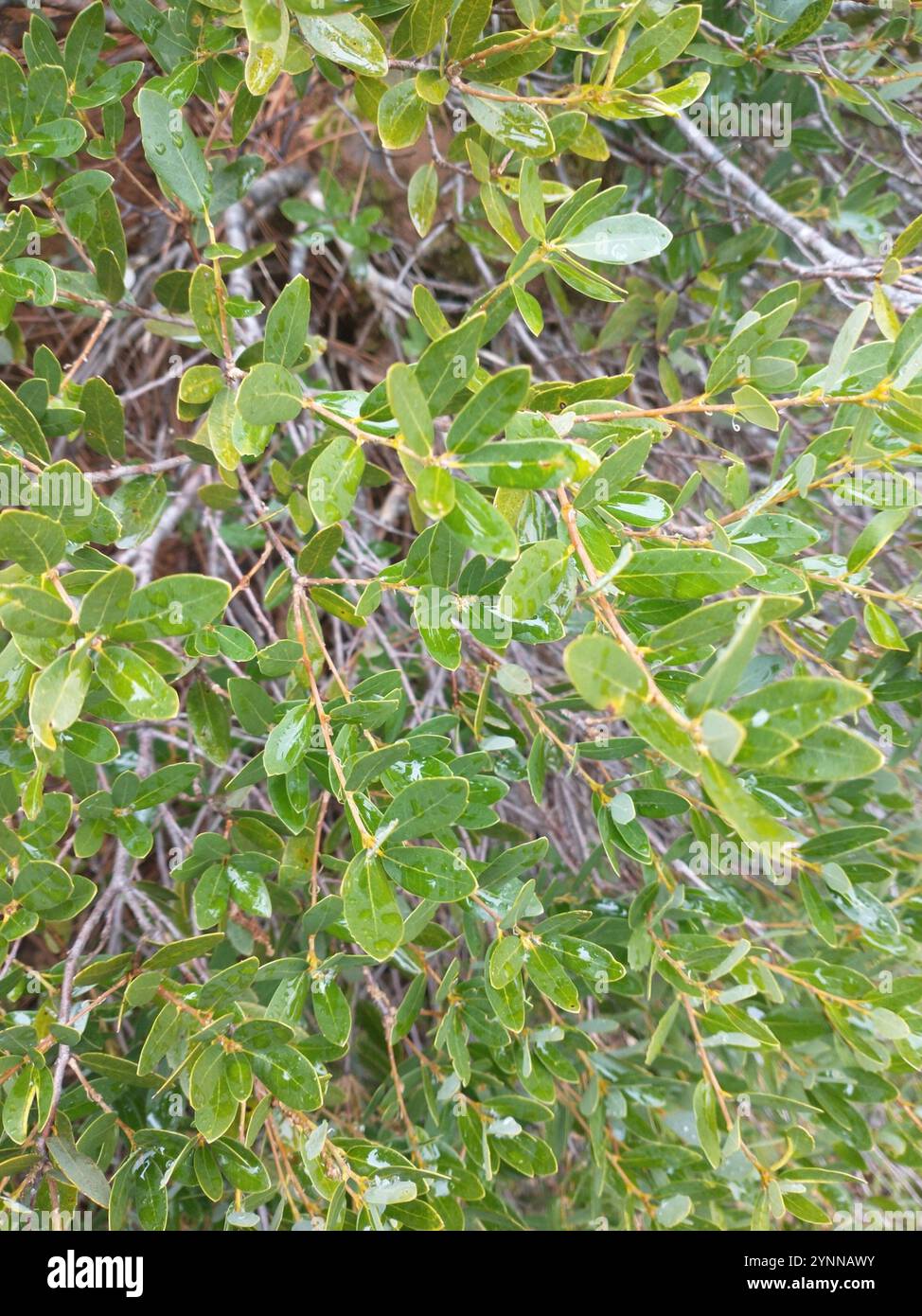huckleberry oak (Quercus vacciniifolia Stock Photo - Alamy