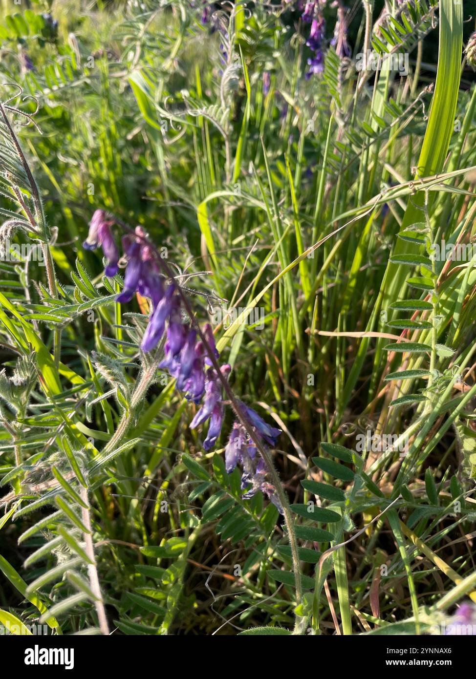 hairy vetch (Vicia villosa Stock Photo - Alamy