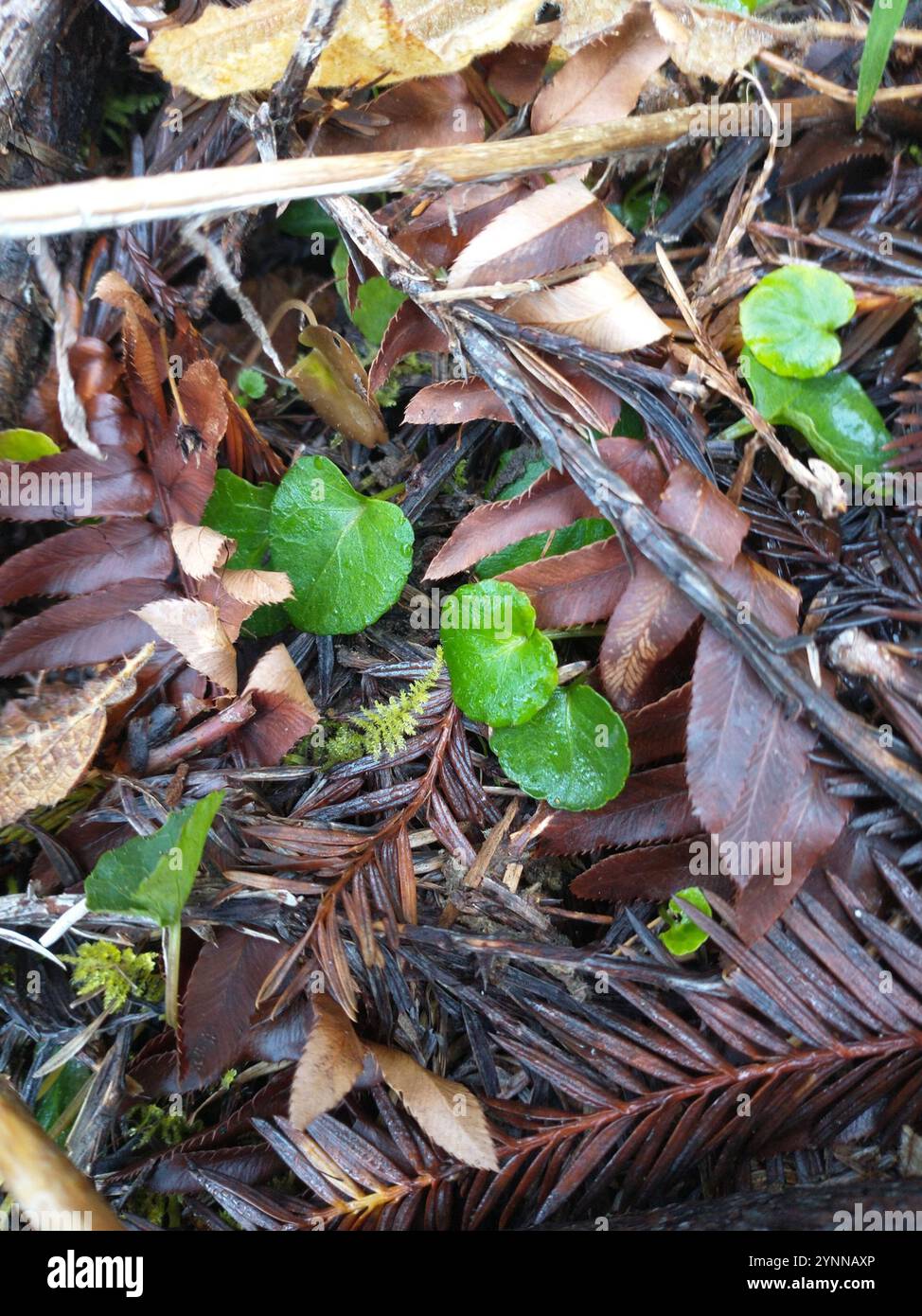 Redwood Violet (Viola sempervirens Stock Photo - Alamy
