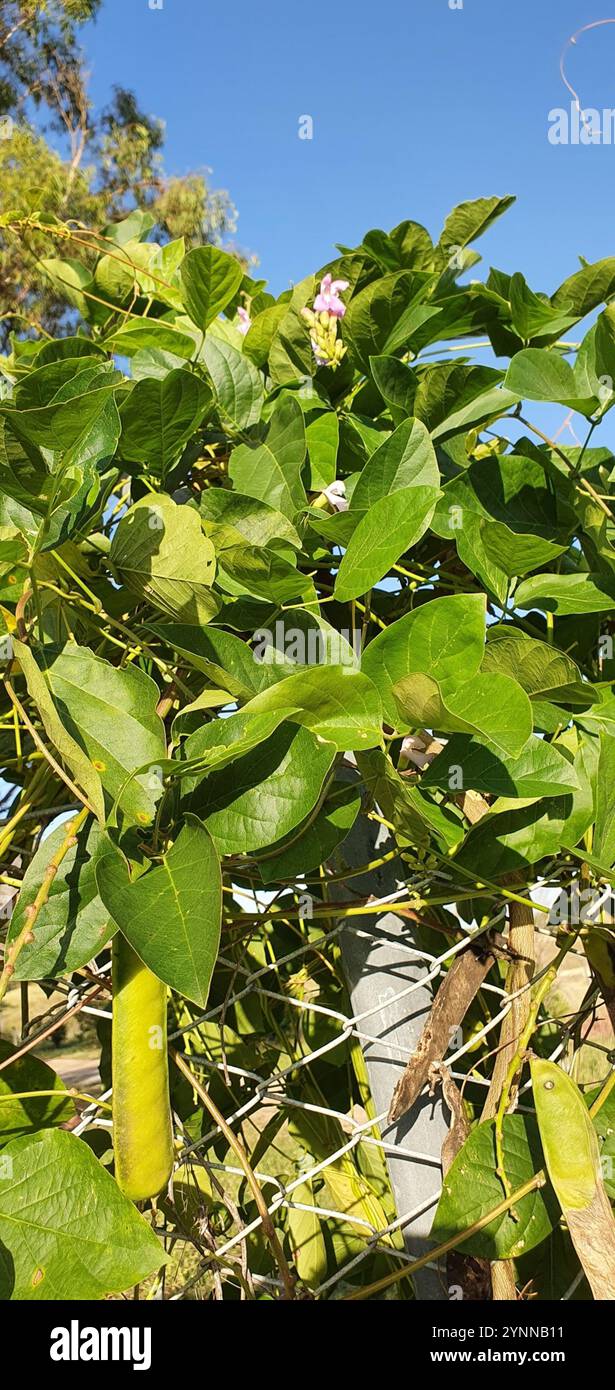 Wild Jack Bean (Canavalia papuana Stock Photo - Alamy