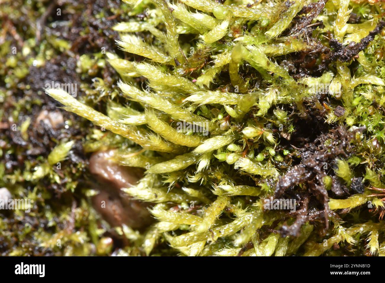 Whitish Feather-moss (Brachythecium albicans Stock Photo - Alamy