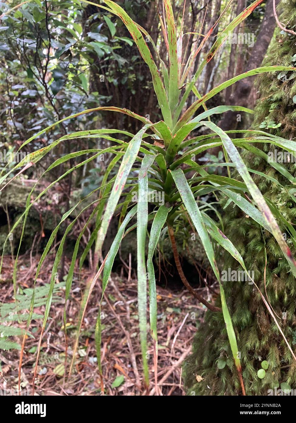 Neinei (Dracophyllum latifolium Stock Photo - Alamy