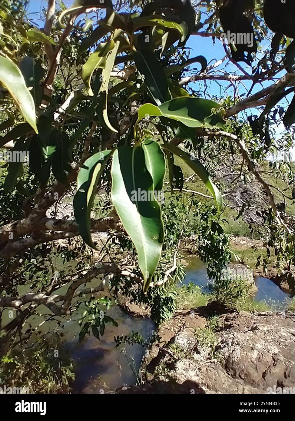 Java plum (Syzygium cumini Stock Photo - Alamy