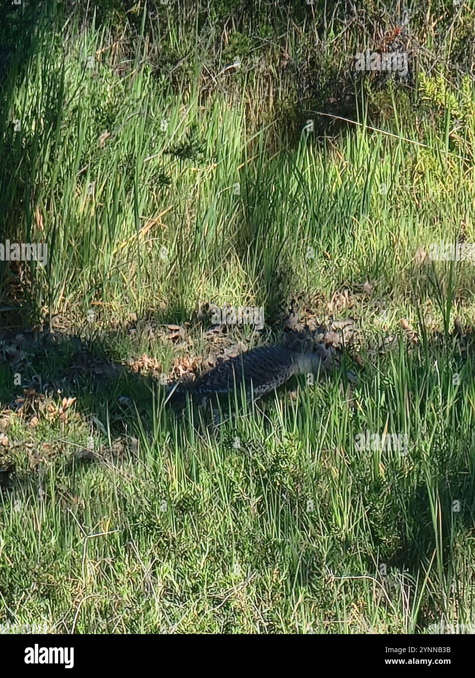 Northern Flicker (Colaptes auratus Stock Photo - Alamy