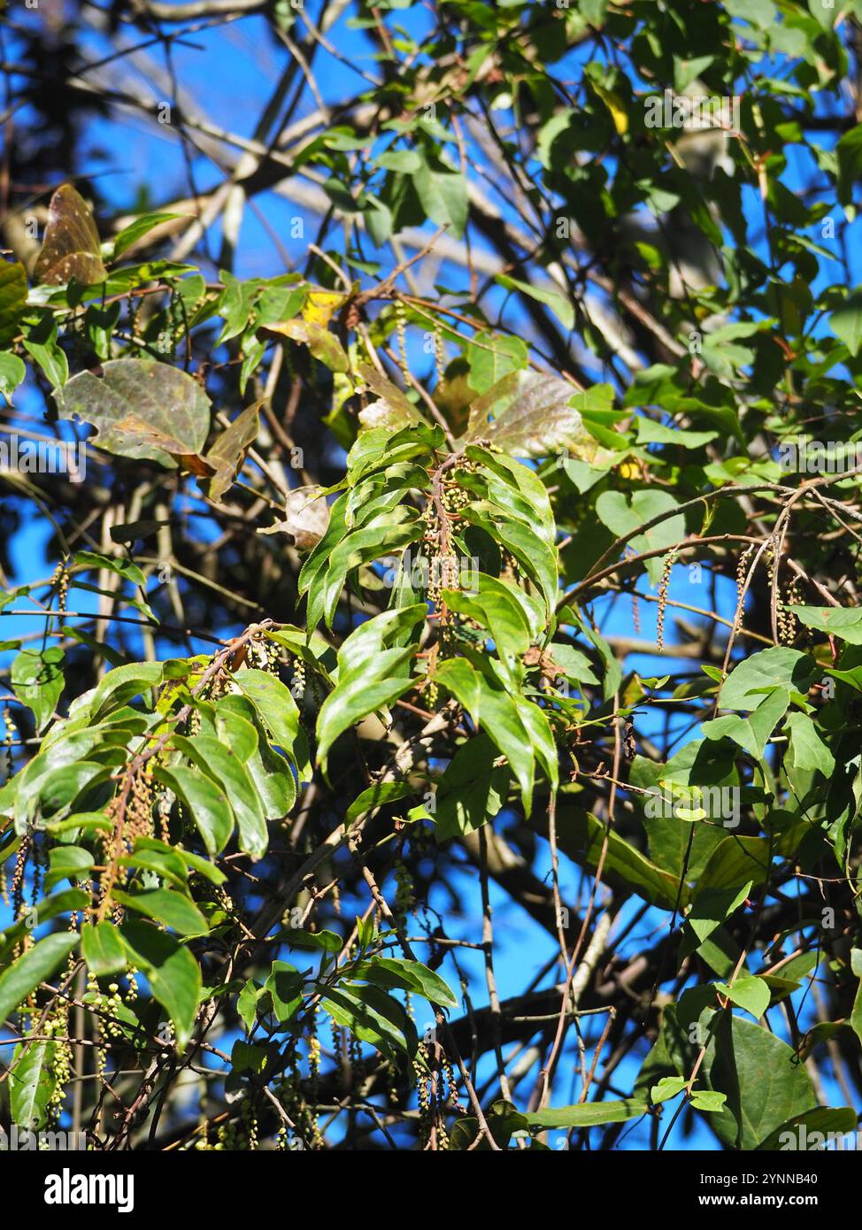 Himalaicus hi-res stock photography and images - Alamy