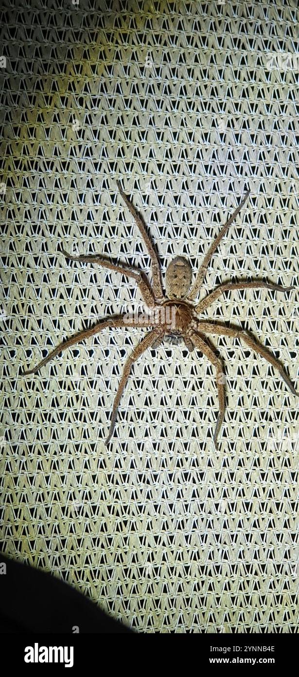 Giant Huntsman Spiders (Heteropoda Stock Photo - Alamy