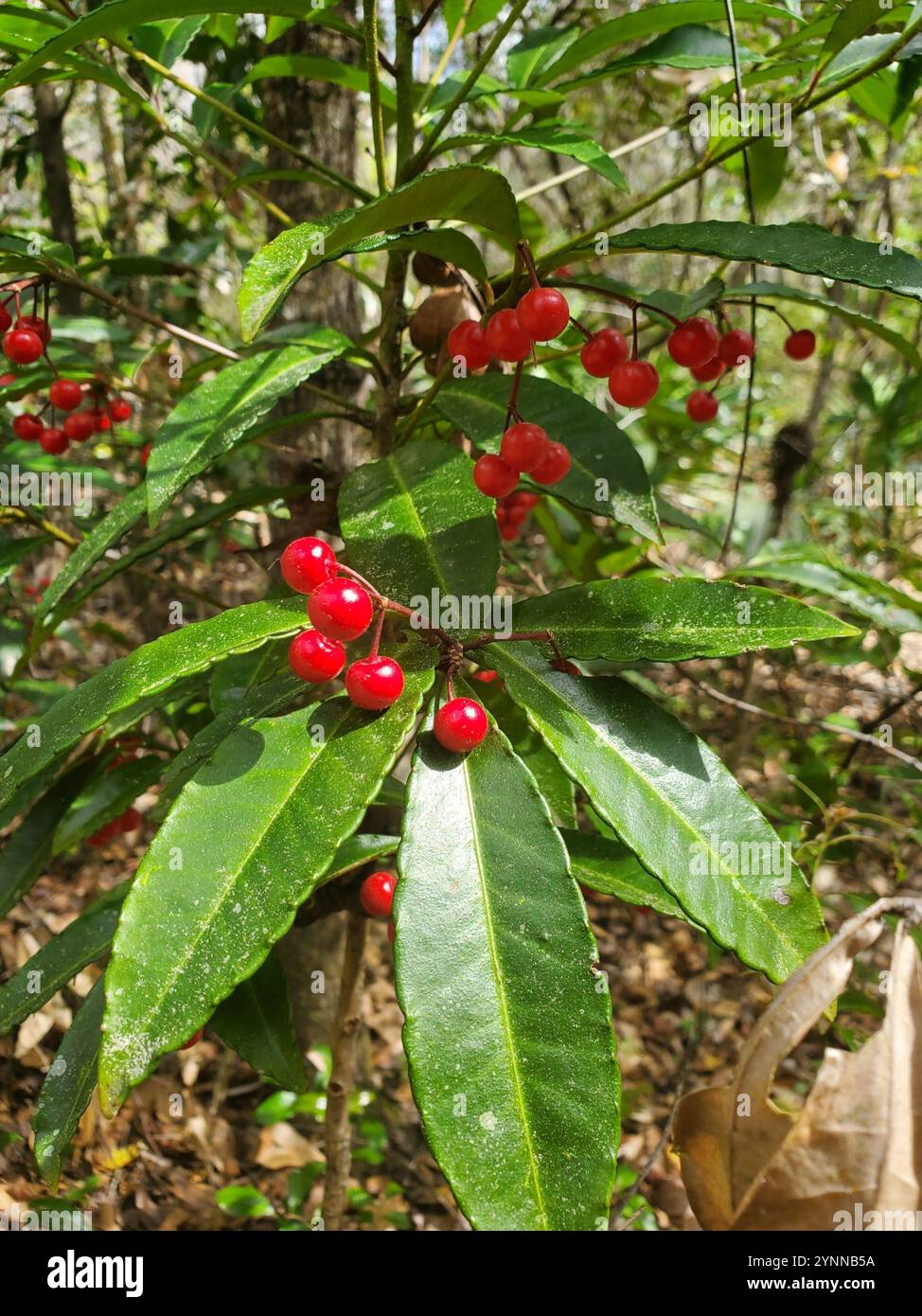 Coralberry (Ardisia crenata Stock Photo - Alamy