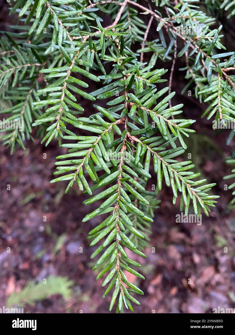 western hemlock (Tsuga heterophylla Stock Photo - Alamy