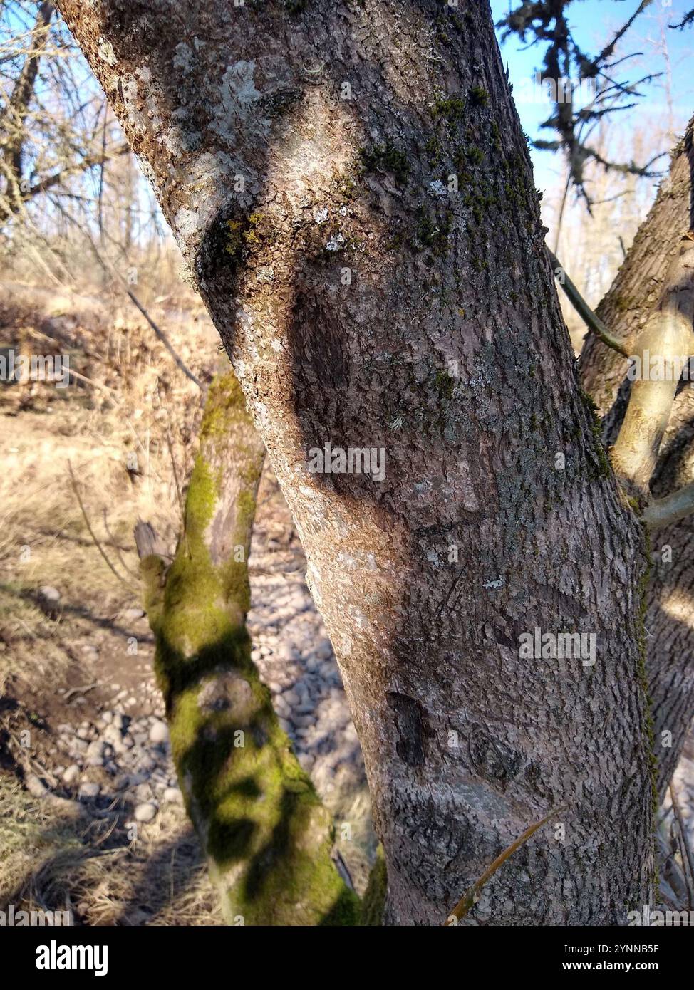 Oregon Ash (Fraxinus latifolia Stock Photo - Alamy