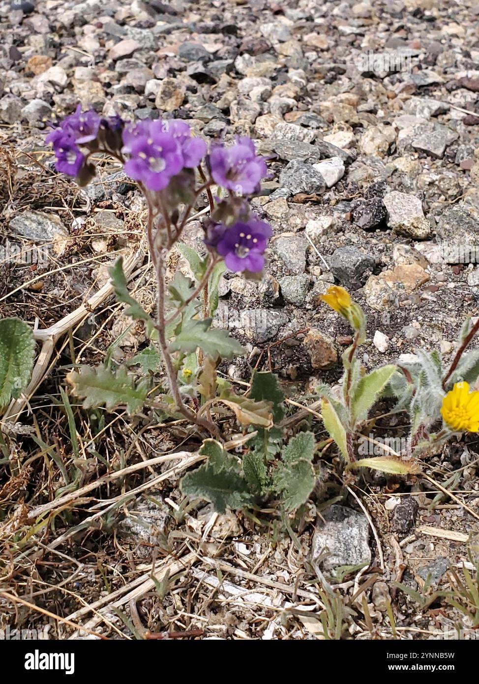 Notch-leaf Scorpionweed (Phacelia crenulata Stock Photo - Alamy