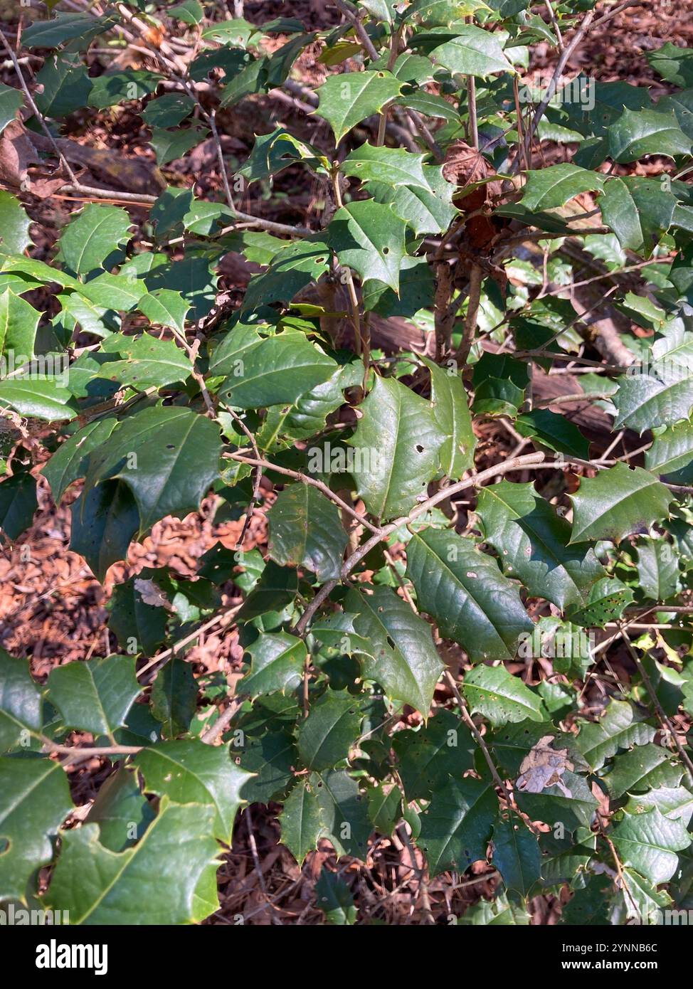 American holly (Ilex opaca Stock Photo - Alamy