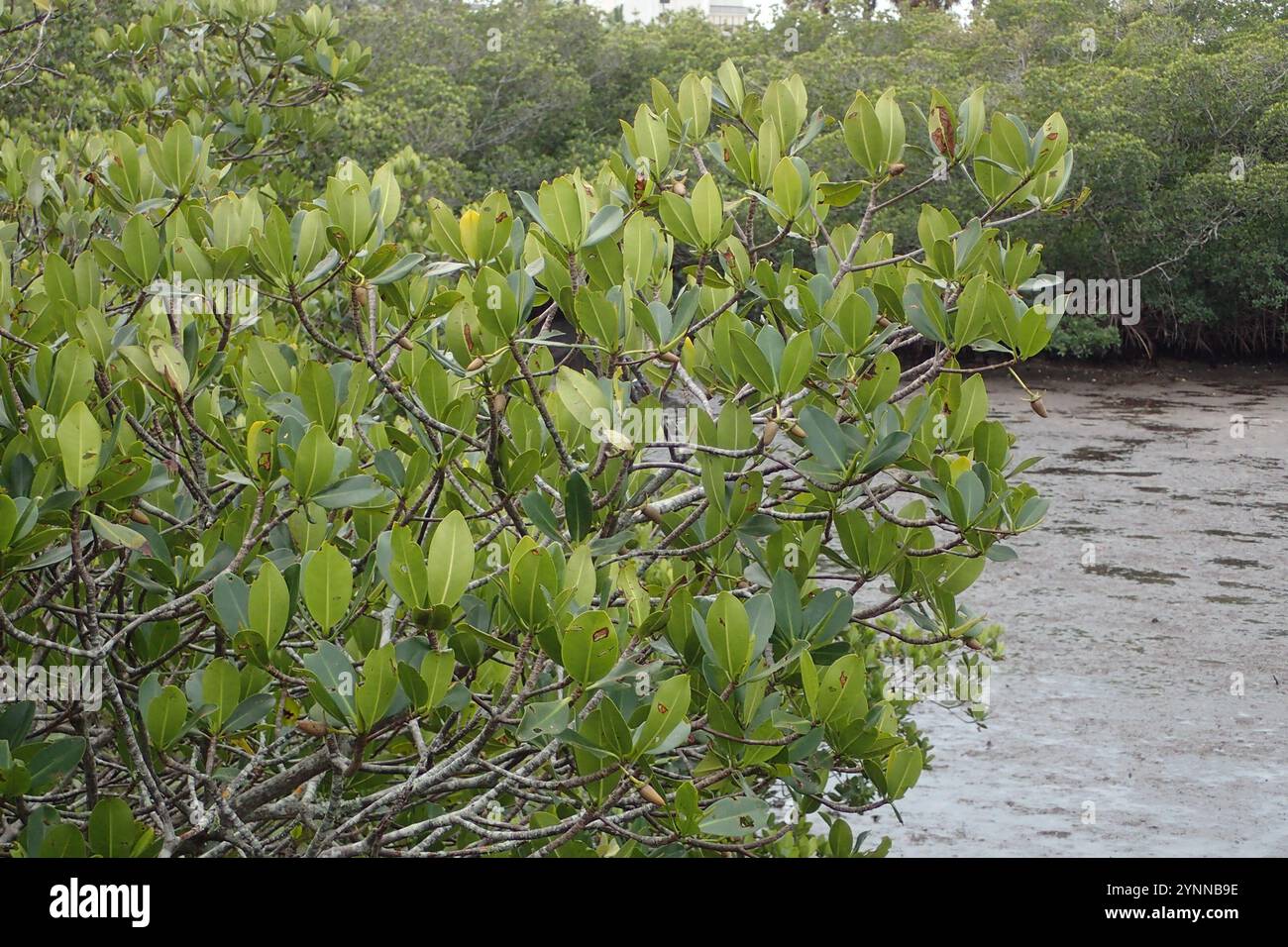 red mangrove (Rhizophora mangle Stock Photo - Alamy