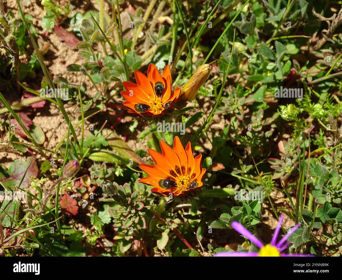 Beetle Daisy (Gorteria diffusa diffusa Stock Photo - Alamy