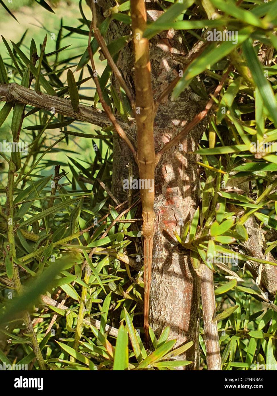 Acanthoxyla hi-res stock photography and images - Alamy